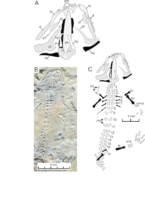 palaeontologie.uni-hohenheim.de