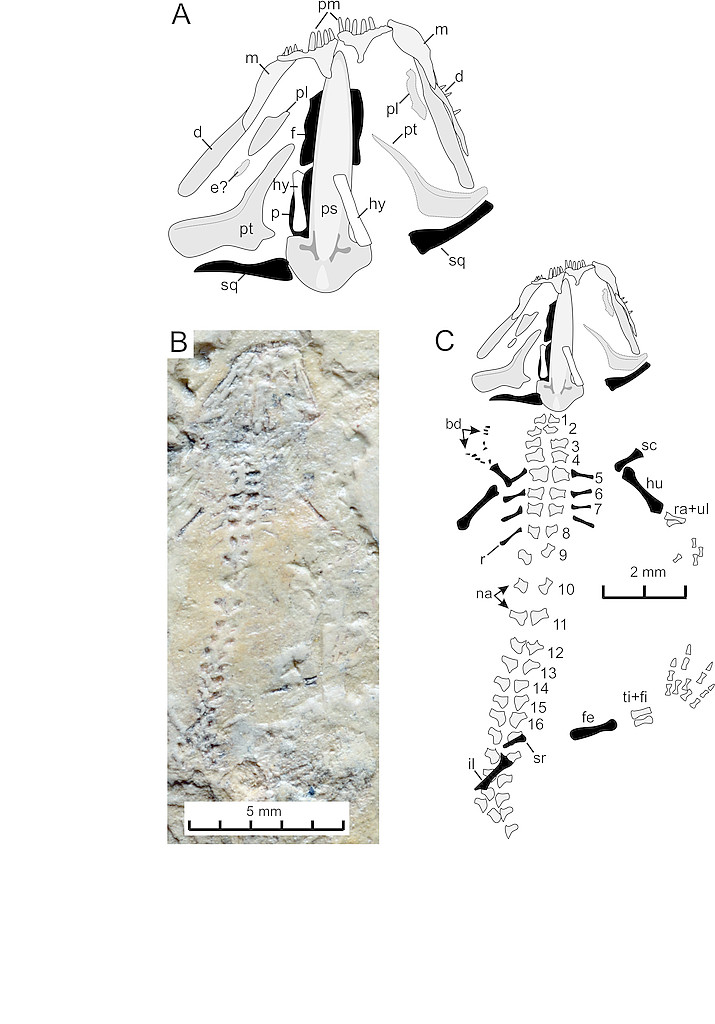 palaeontologie.uni-hohenheim.de